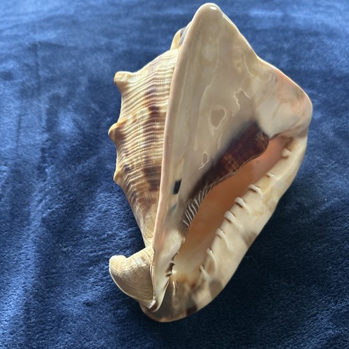 Seashells King Helmet Large Cassis Tuberosa Shell 7”x6"x6" Beach Ocean ...