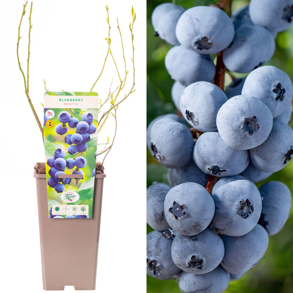 Deciduous Fruits And Flowers Deciduous Fruit Clausen Nursery