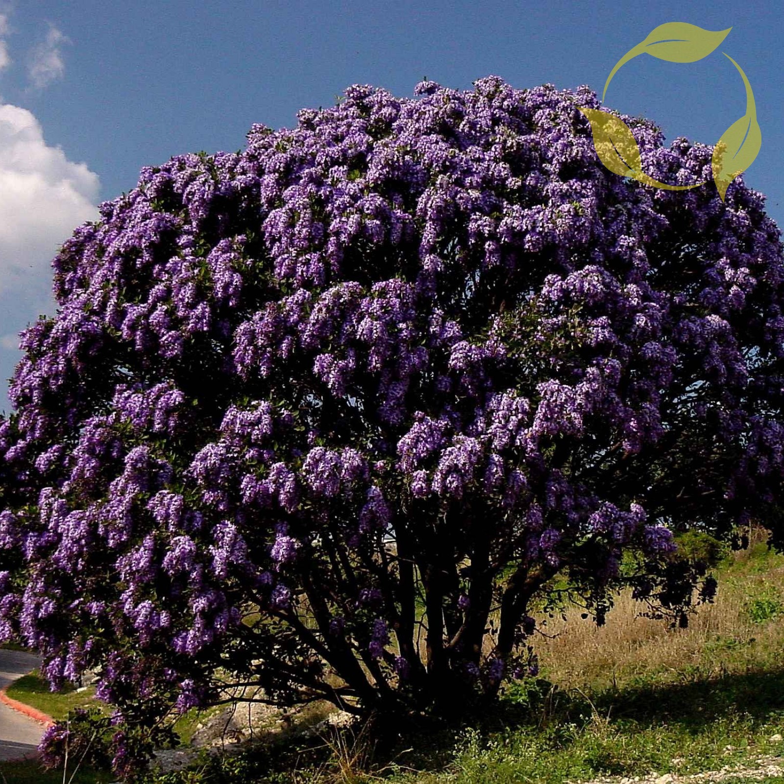 TEXAS MOUNTAIN LAUREL Sophora Secundiflora - 5 SEEDS | eBay