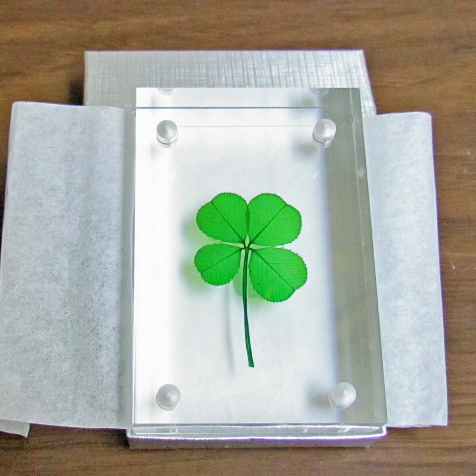 Genuine Four Leaf Clover Suspended in a Acrylic Free Standing Block ...