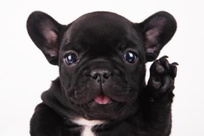 Hello! Black French Bulldog Funny Photo Laminated Poster 18x12 | eBay
