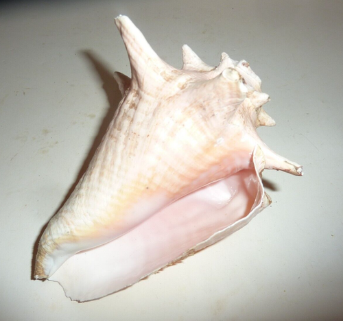 Small Conch Spiral Snail Shell Beach Ocean Seashell | eBay