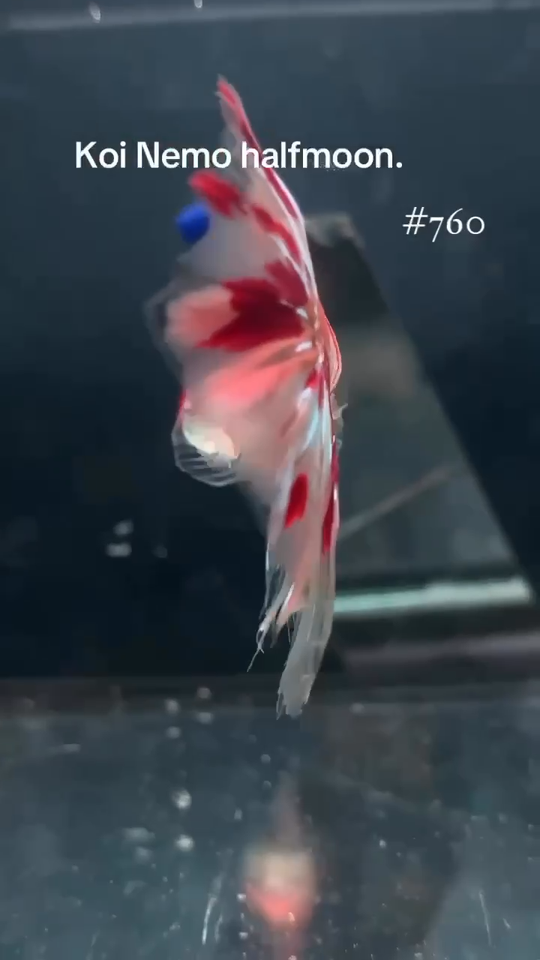 BETTA KOI NEMO HALFMOON LIVE FISH HIGH QUALITY#760 | eBay
