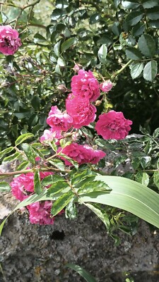 8 Cuttings Pink Seven Sisters Roses Family Heirloom Climbing 6 Inch No ...