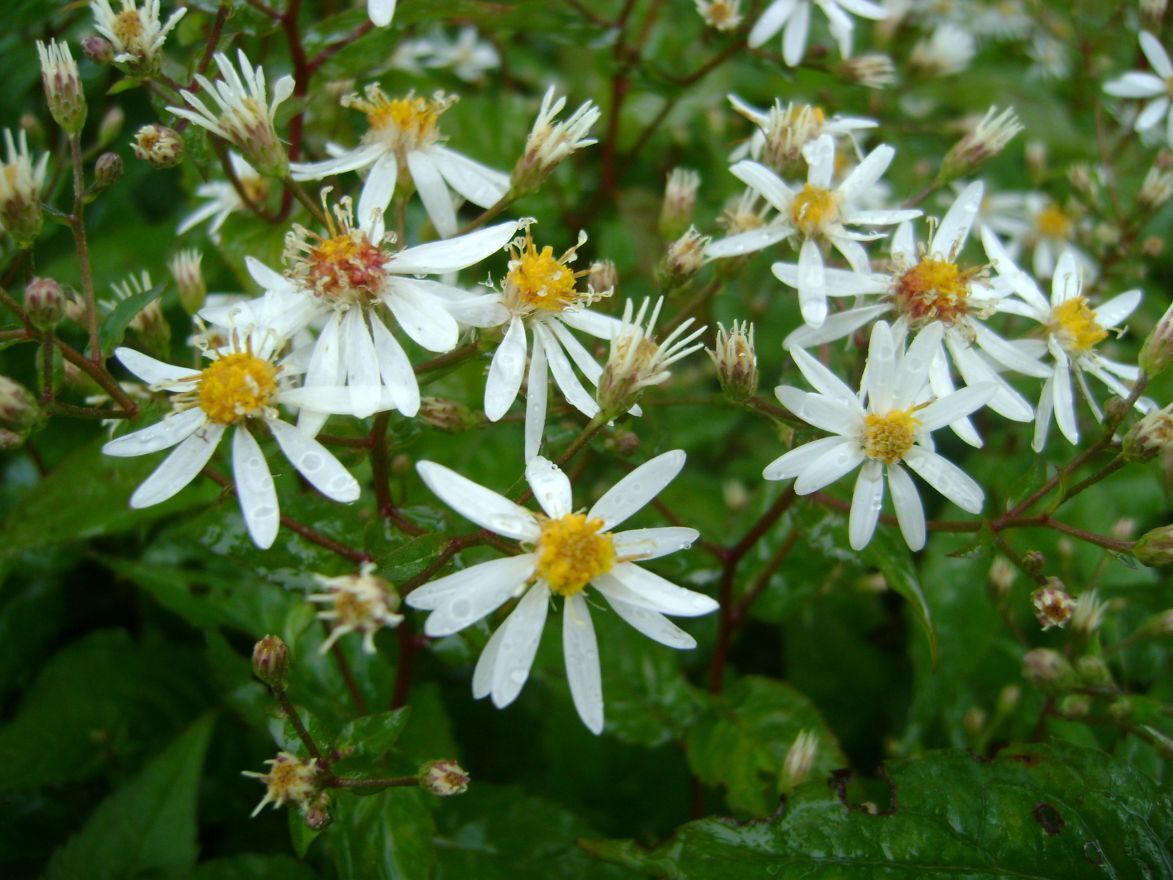 White Wood Aster Plant