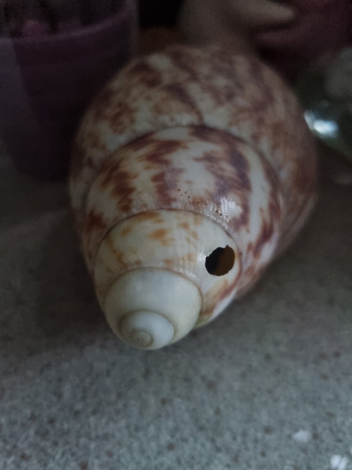 Seashell For Fish Tank ? | eBay UK