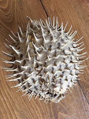 Real Dried Puffer Fish / Porcupine Fish / Blowfish - 6 inches | eBay