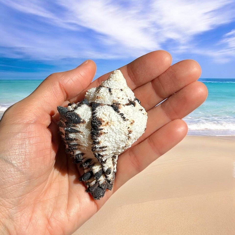 Conch Seashell Black White Spiky Natural Big Decorative Sea Shell Beach ...