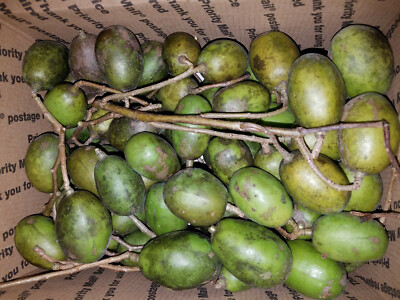 Fresh June Plum (3 LBS) Ambarella The Actual Fruit | eBay