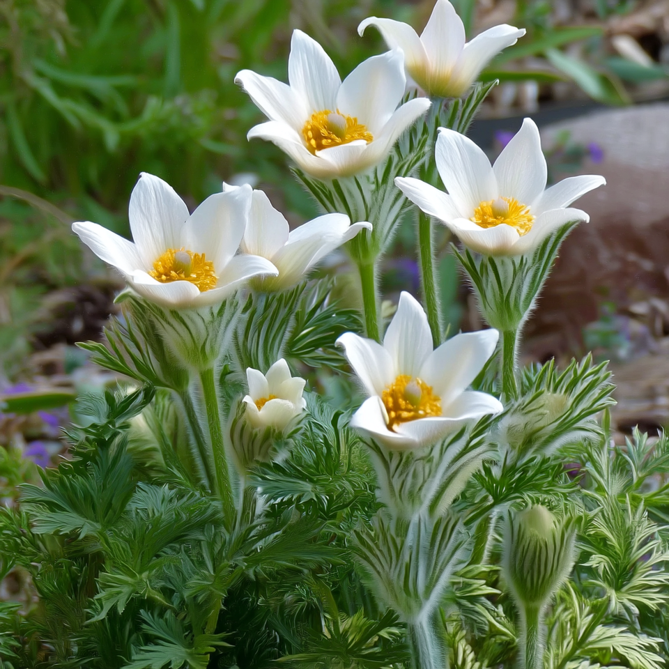 Pasque Flower 20 Seeds | Heirloom Anemone patens wolfgangiana for ...