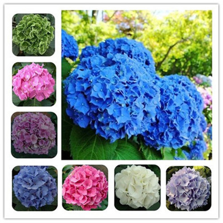 20 HYDRANGEA FLOWER SEEDS rare exotic ball bloom plant garden bush b ...