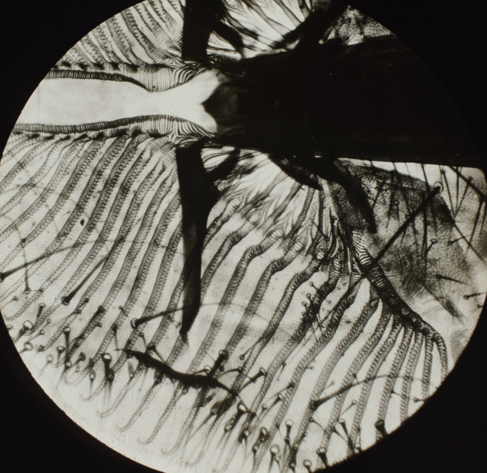 Microscope Photo INSECT ANTENNA C1890 VICTORIAN Magic Lantern Slide ...