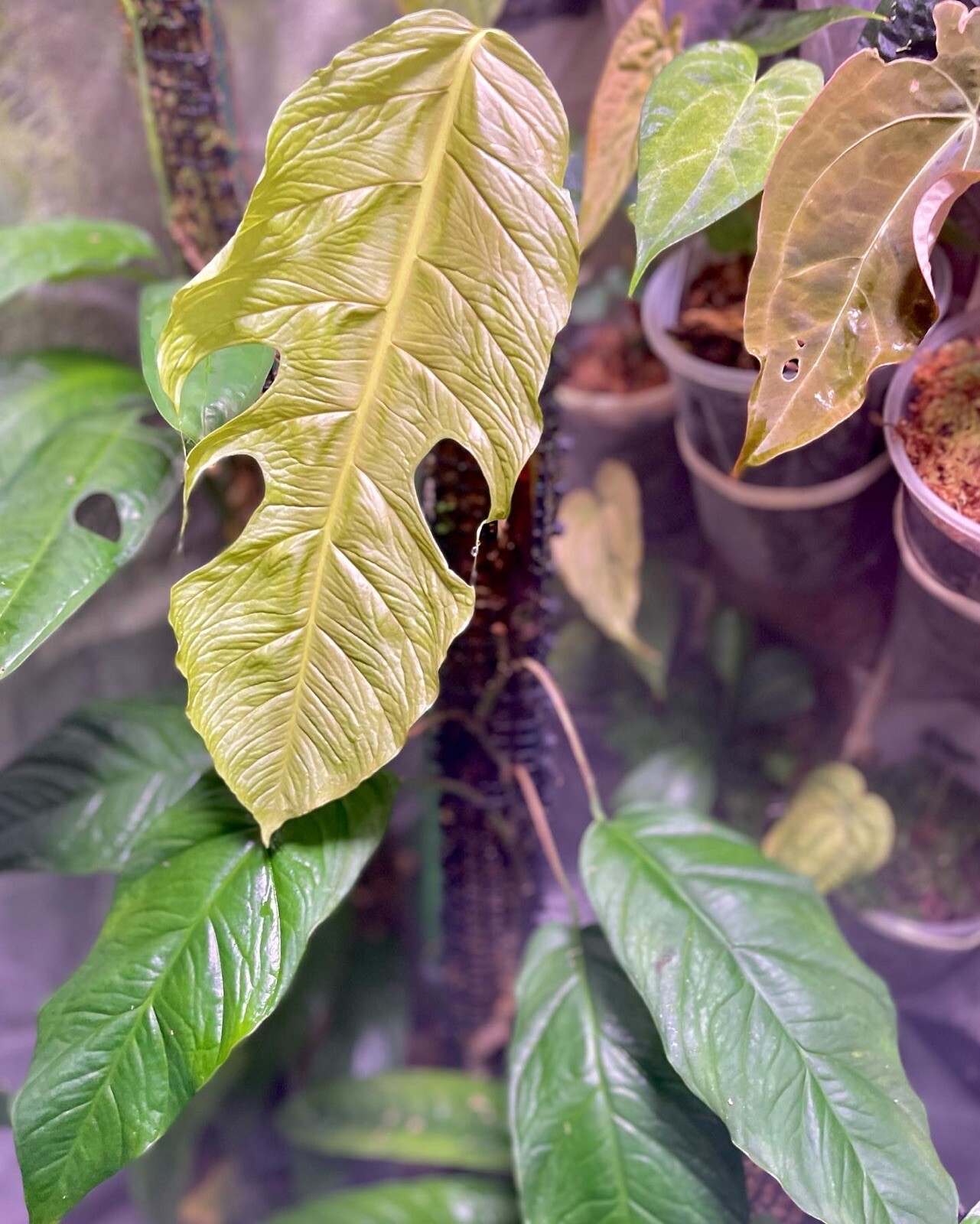 Monstera filamentosa *EXTREMELY RARE* | eBay