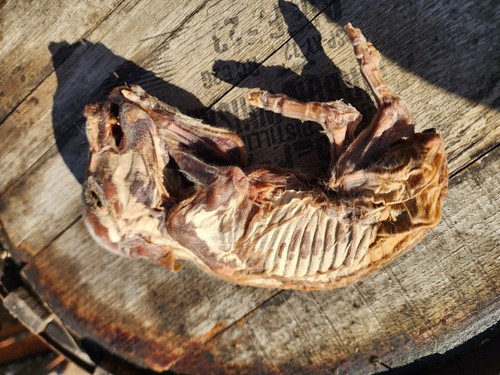 Mummified Baby Piglet goat sheep taxidermy racoon Boar hunting ram Pig ...