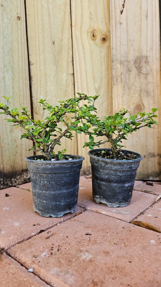 LIVE PLANT 13" Carmona microphylla - Ehretia microphylla - Fukien Tea ...