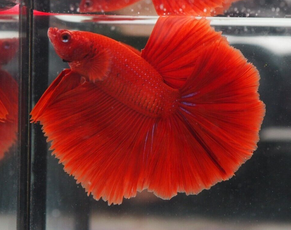 Live Betta Fish Male Haflmoon Super Red High Quality Grade Tropical ...