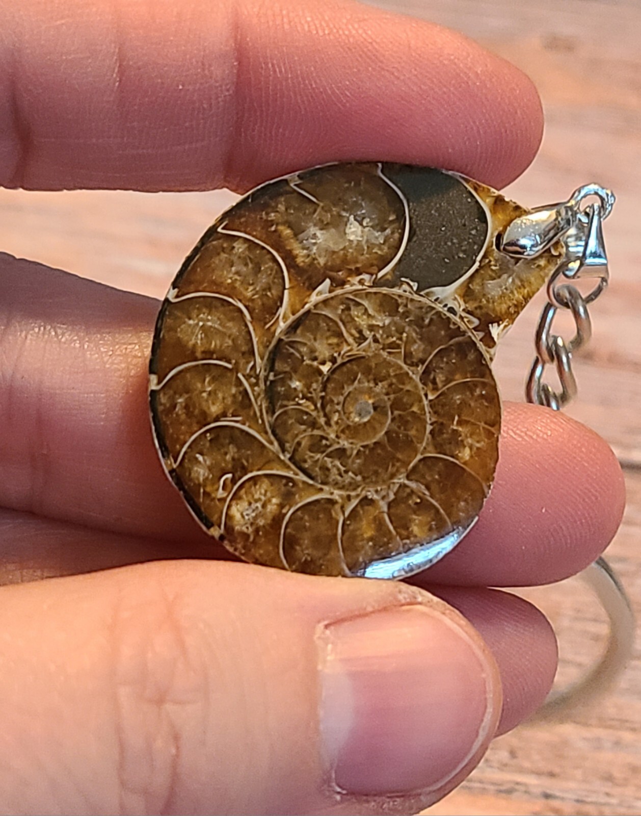 1" Polished Ammonite Fossil Key Chain New #1 | eBay