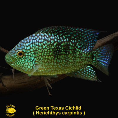 Green Texas Cichlid - Herichthys carpintis - Live Fish | eBay
