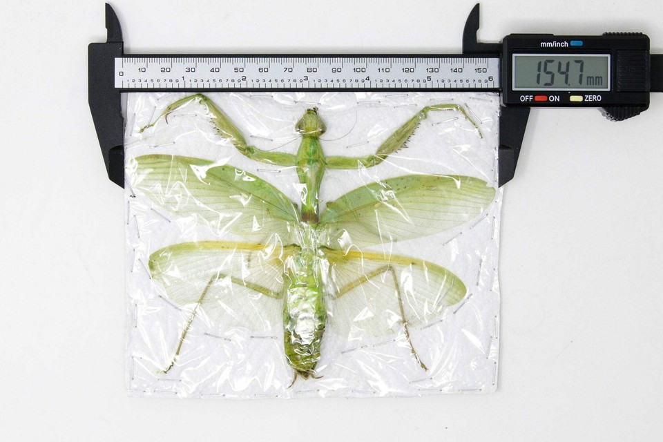 Pack of 10 Assorted GREEN Praying Mantis, A1 Spread Specimens, Various ...
