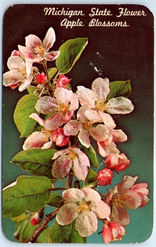 Postcard - Apple Blossoms - Michigan State Flower | eBay