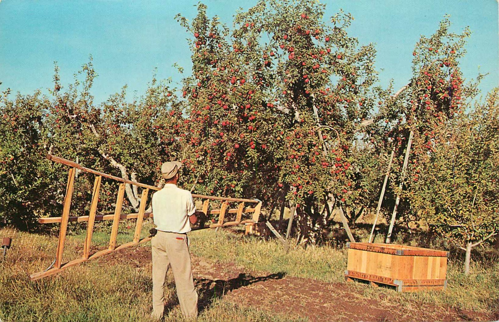 Postcard Washington State Apple Picking Time Farmer Ladder Unposted | eBay
