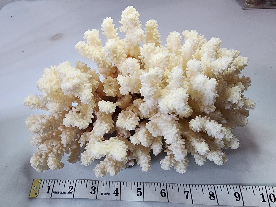 Large White Coral Tree: Natural Coral Reef Decor | eBay