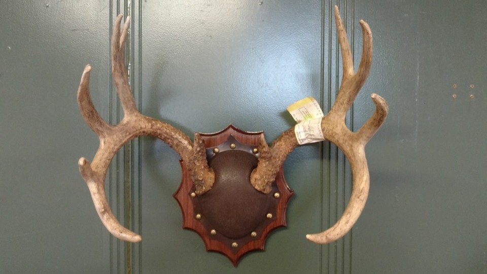 Deer Antler Cap Taxidermy Accessories Kit Supplies Van Dykes-1 cap/1 ...