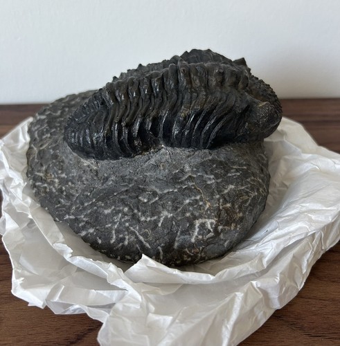 Natural Trilobite phacops (family Phacopidae), Giant phacops fossil ...