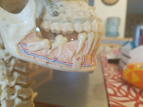 Medical Plastics Laboratory Human Skull Sell 3rd Molar Extractions Oral ...