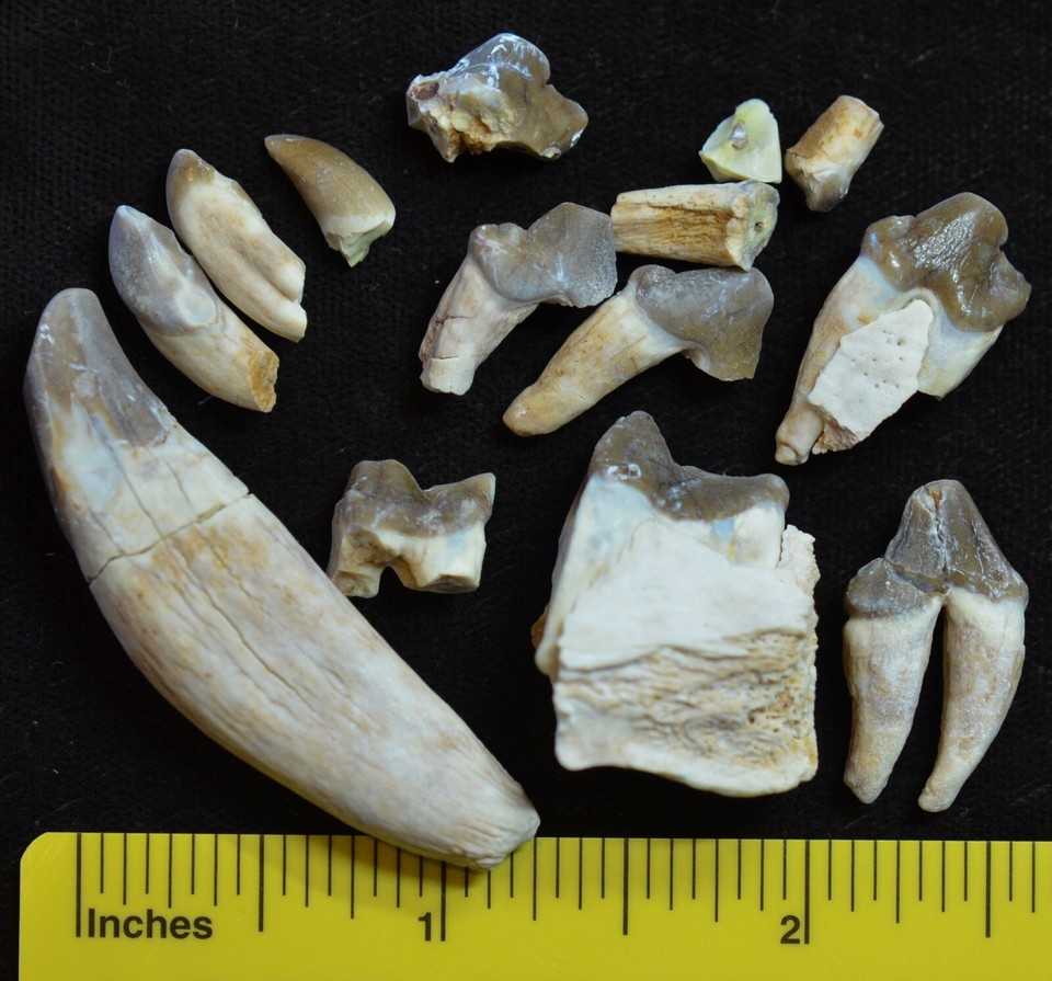Rare Large Dog Associated Teeth, Daphoenus felinus, Fossils, Oligocene ...