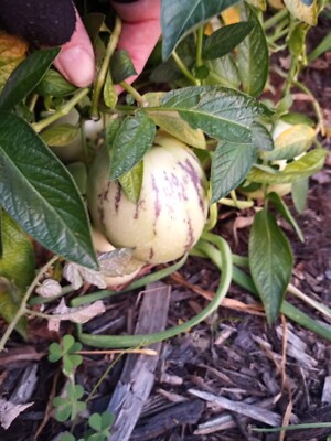Pepino Melon seed Melon pear or sweet cucumber Exotic fruit 12 seeds ...