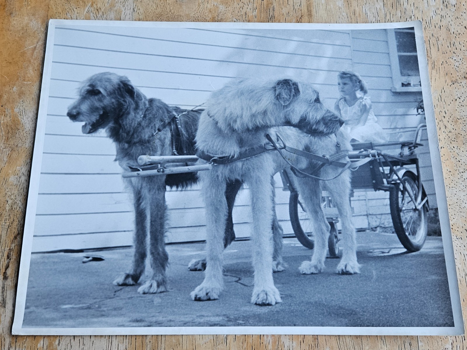 VINTAGE LASSIE COLLIE DOG TV STAR IRISH WOLFHOUND PHOTO RUDD WEATHERWAX ...