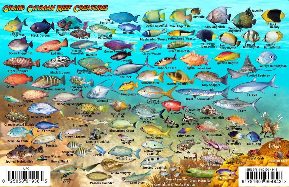 Grand Cayman Dive Map & Reef Creatures Guide Waterproof Fish Card ...