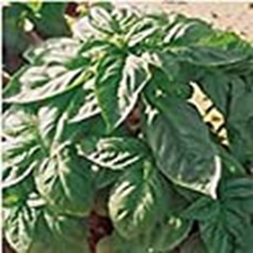 Nufar Basil Seeds (((25 Seed Packet))) (More Heirloom, Organic, Non GMO ...