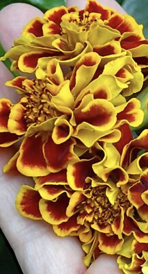 Marigold COLOSSUS RED GOLD BICOLOR Marigold seeds NJ USA See My Store ...