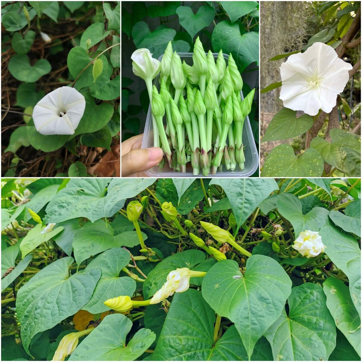 Moon Flower Plant