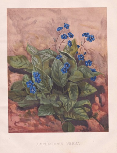 Gedenkemein Forget-Me-Not Creeping Navelwort Flower Botany Robinson ...