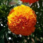 Marigold Coco Orange Deep 1,000 seeds | eBay