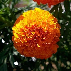 Marigold Coco Orange Deep 1,000 seeds | eBay