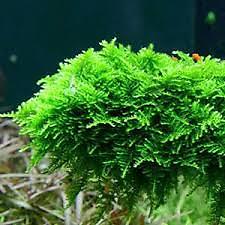 Christmas Moss Vesicularia Live Aquarium Plant Java Moss Cup BUY 2 GET ...