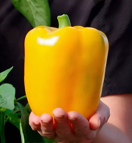 100 Heirloom Golden Cali Wonder Bell Pepper Seeds Versatile, Sweet ...