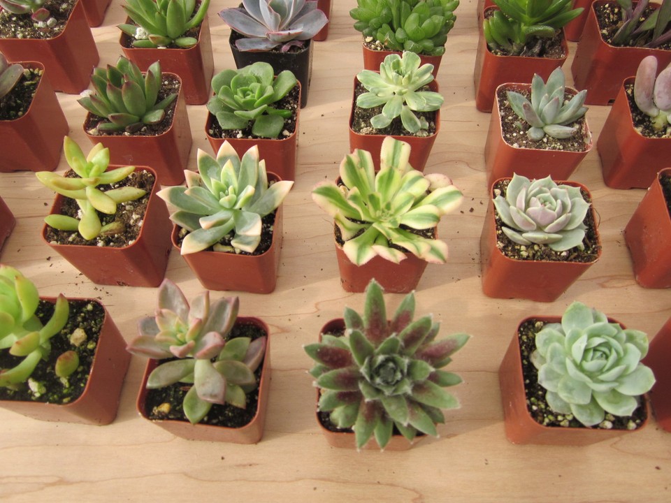 2" Misc. Combination Mix 20pc. Plastic container | eBay