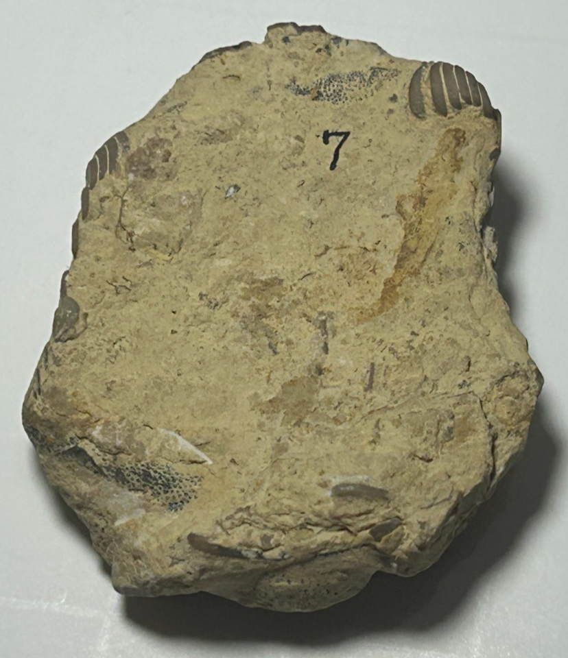 Authentic Devonian Phacops Trilobite Fossil – Morocco – 45mm Specimen ...