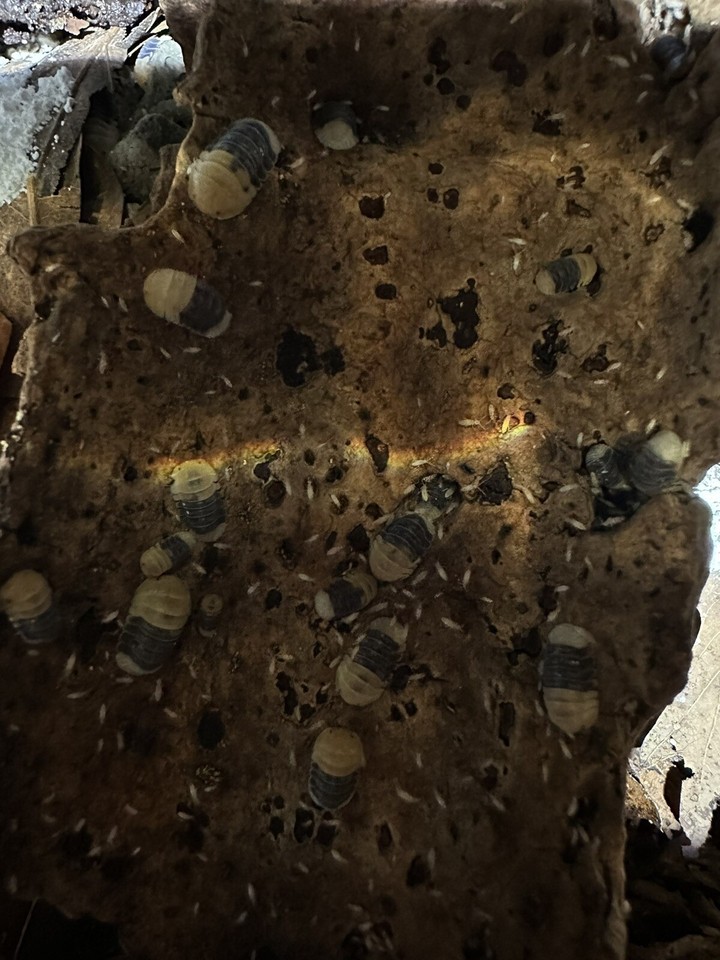 12+ Cubaris Rubber Bee Isopods | eBay