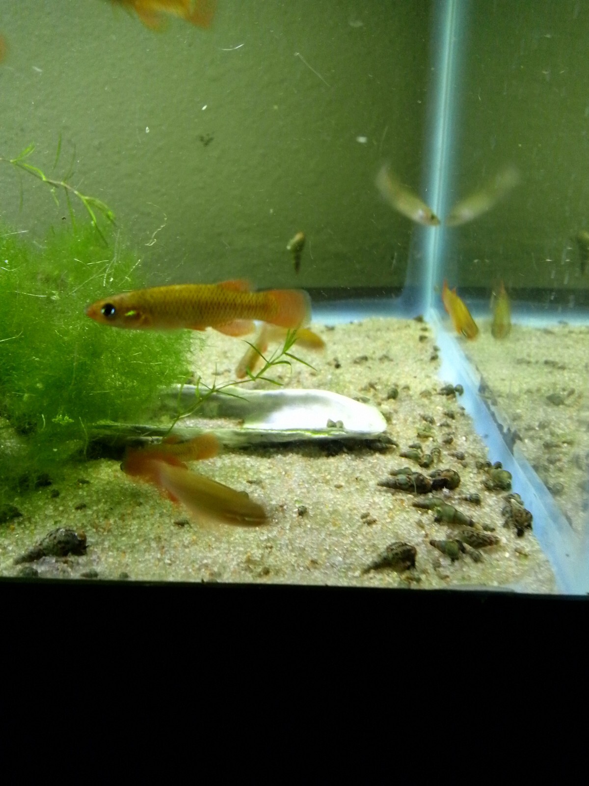 Killifish for sale >> killi.co.uk
