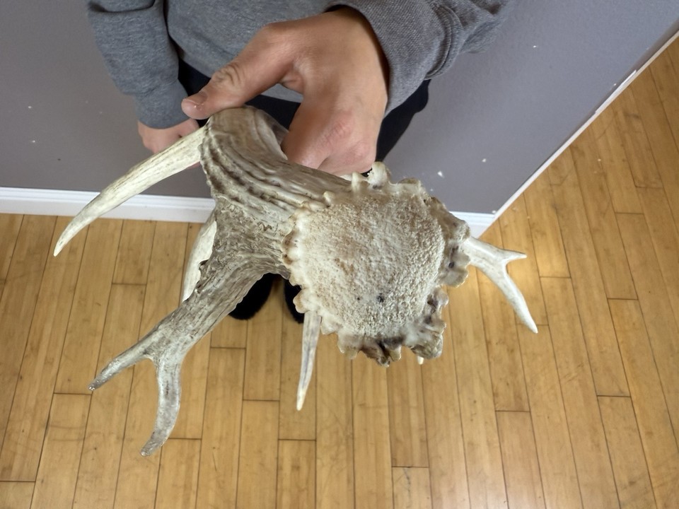 BIG Whitetail Deer Antler Shed Horns Elk TROPHY Antlers Sheds 9pt 91 ...