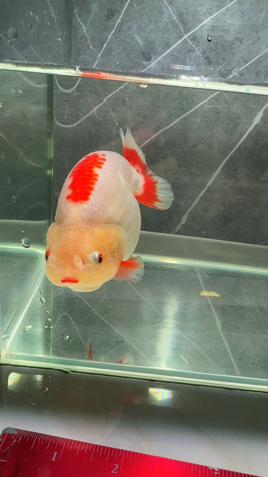 Top Quality Ranchu Goldfish (4.5 Inches) | eBay