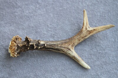 REAL ROE DEER ANTLER (HORN, CABIN, KNIFE, CARVING, ART, JEWELRY) | eBay