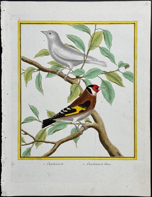 Martinet & Buffon - Finch. 4 - 1765 Hand-colored Engraving | eBay