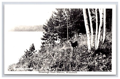 Postcard: WI RPPC Northwoods, Deer, Greetings From Mercer, Wisconsin ...